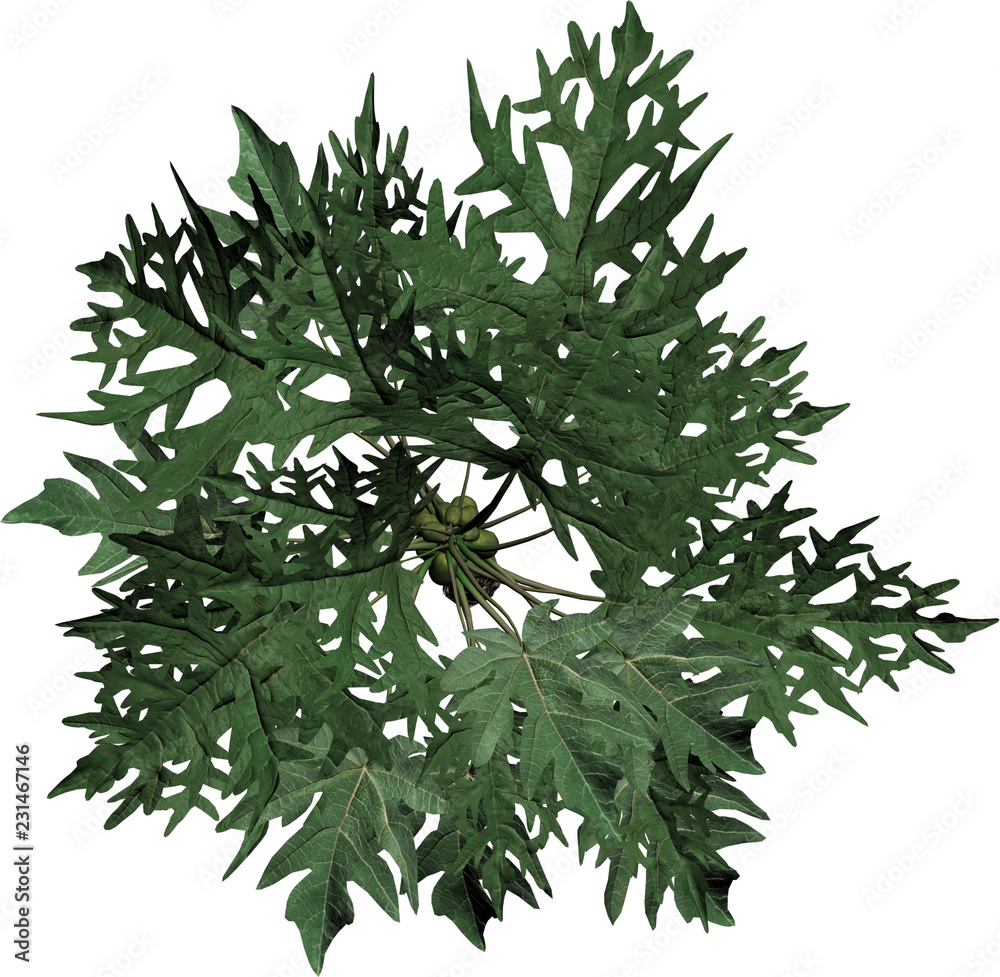 Plant & Tree overhead icon / top view symbols isolated on white ...