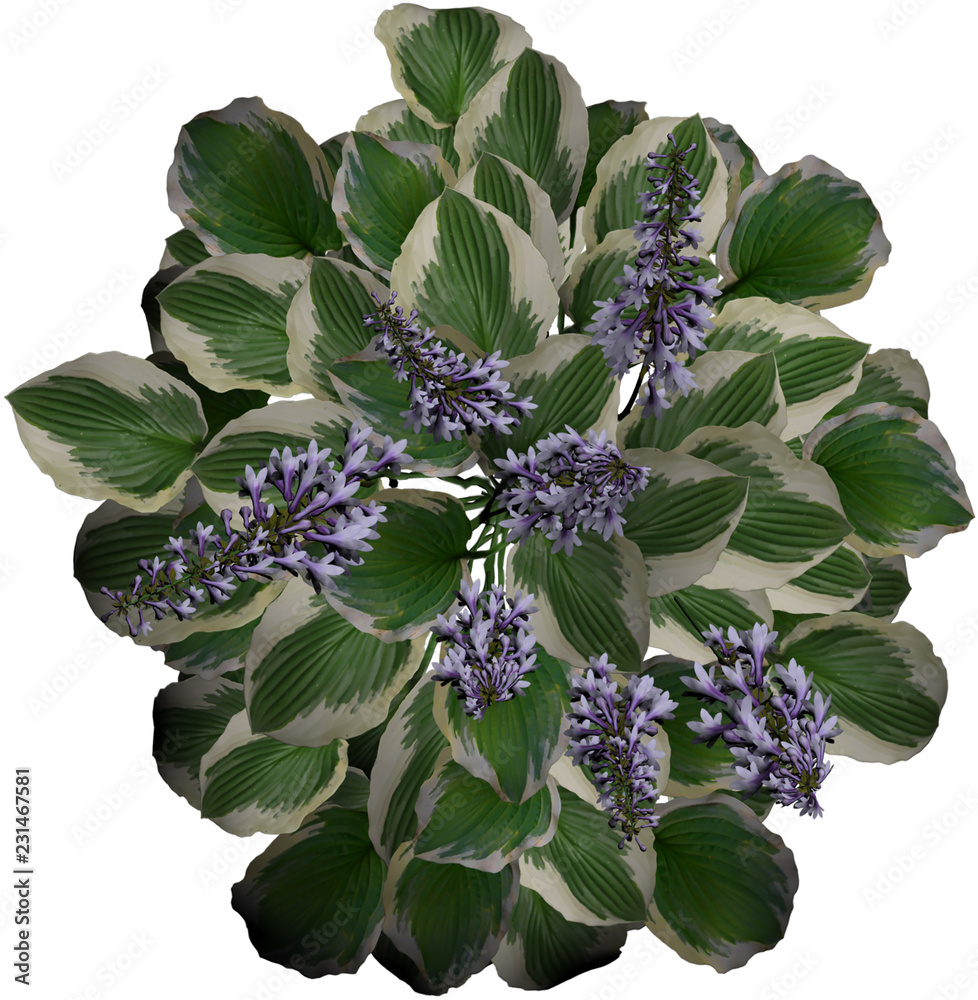 Plant & Tree overhead icon / top view symbols isolated on white ...