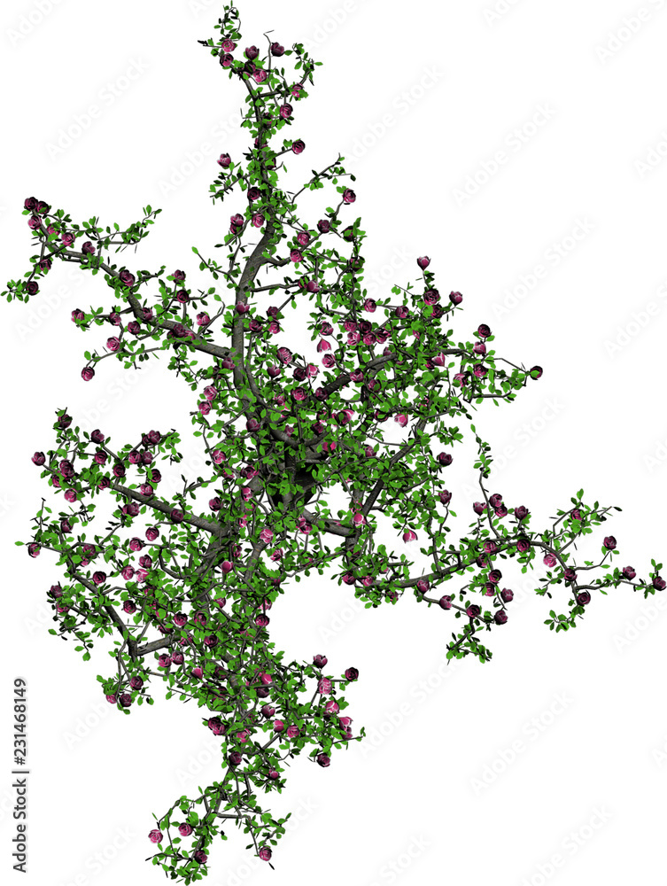 Plant & Tree overhead icon / top view symbols isolated on white ...