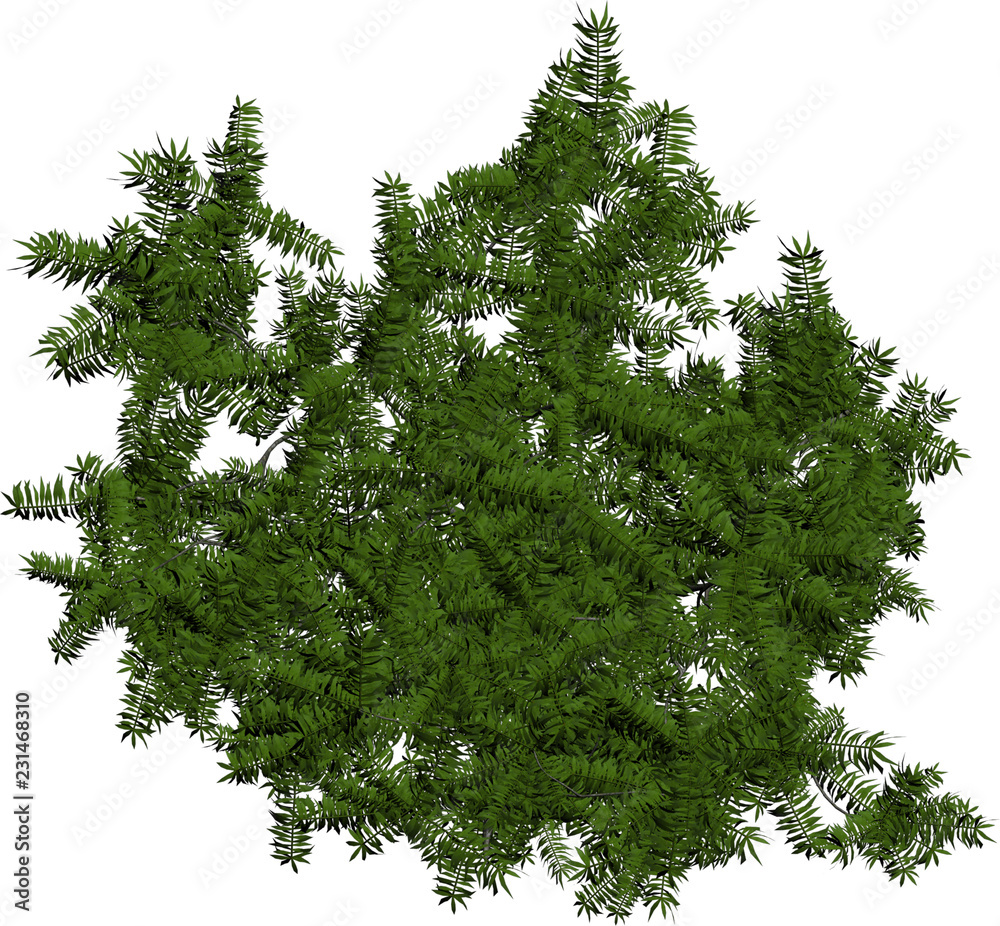 Plant & Tree overhead icon / top view symbols isolated on white ...