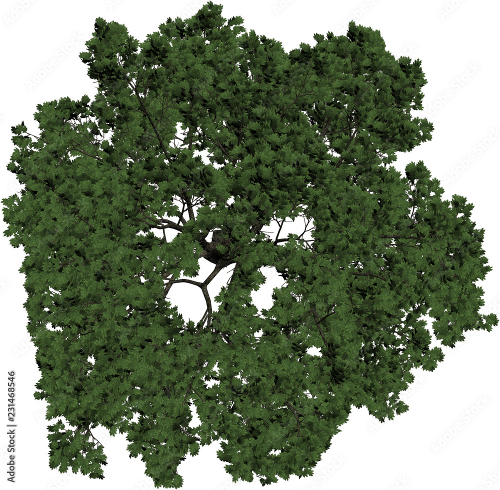 Plant & Tree overhead icon / top view symbols isolated on white ...