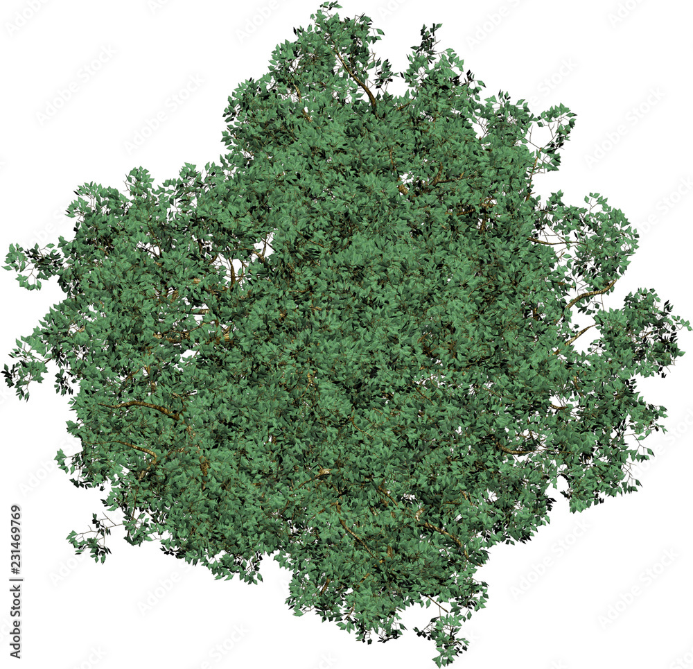 Plant & Tree overhead icon / top view symbols isolated on white ...