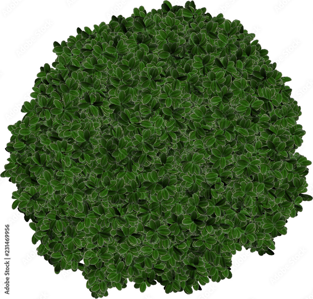 Plant & Tree overhead icon / top view symbols isolated on white ...