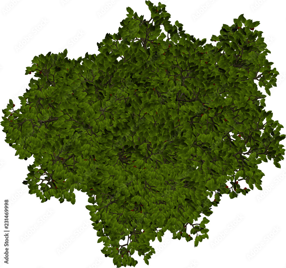 Plant & Tree overhead icon / top view symbols isolated on white ...