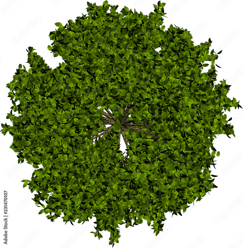 Plant & Tree overhead icon / top view symbols isolated on white ...