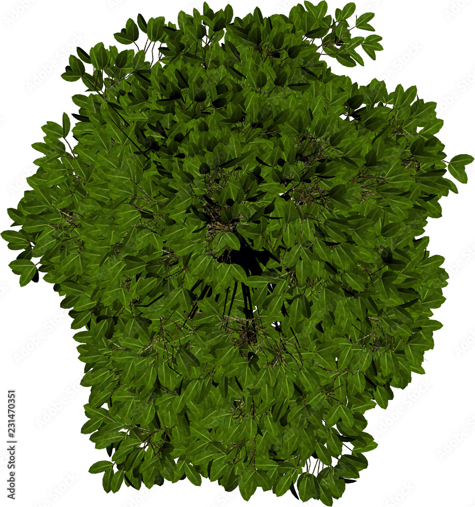 Plant & Tree overhead icon / top view symbols isolated on white ...