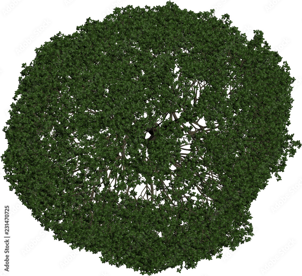 Plant & Tree overhead icon / top view symbols isolated on white ...