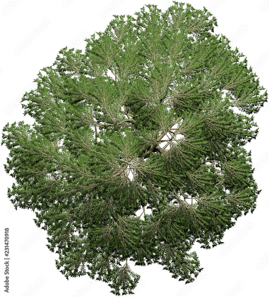 Plant & Tree overhead icon / top view symbols isolated on white ...