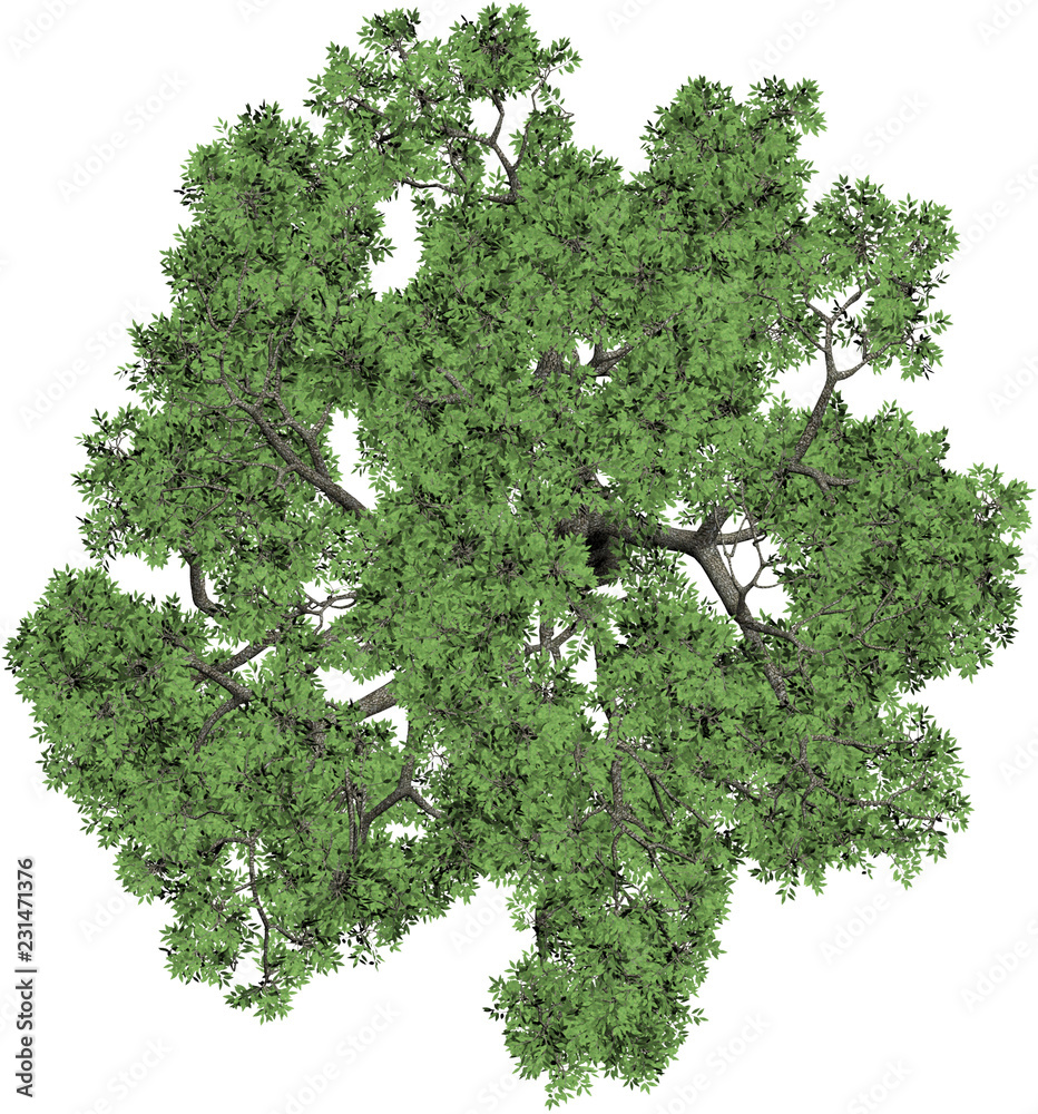 Plant & Tree overhead icon / top view symbols isolated on white ...