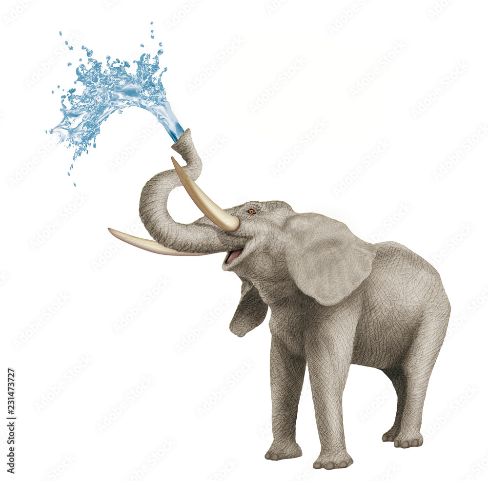 éléphant, gris, jet d'eau, isolé, mammifère, blanc, faune, sauvage ...