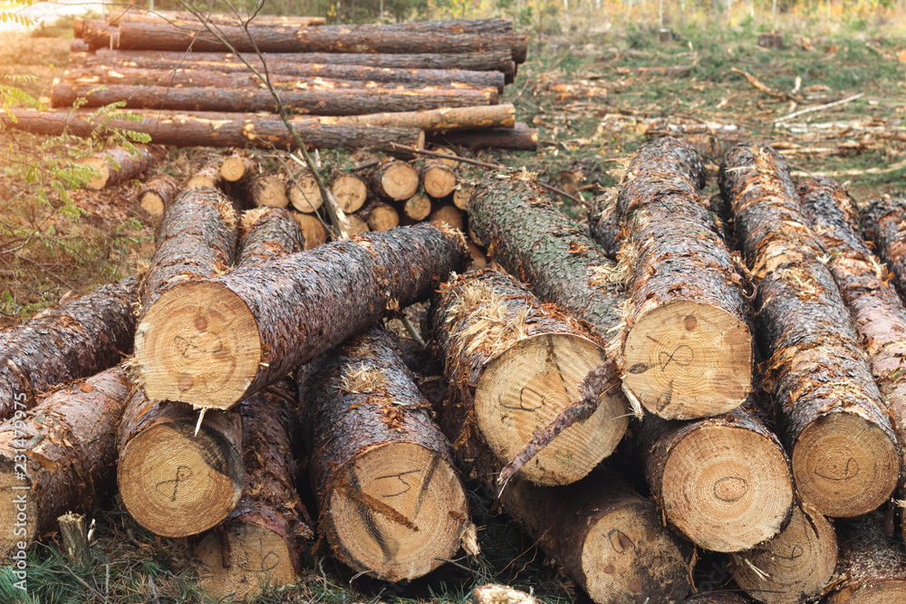 Fighting beetle bark beetles, felling of trees, aids sick and infected ...