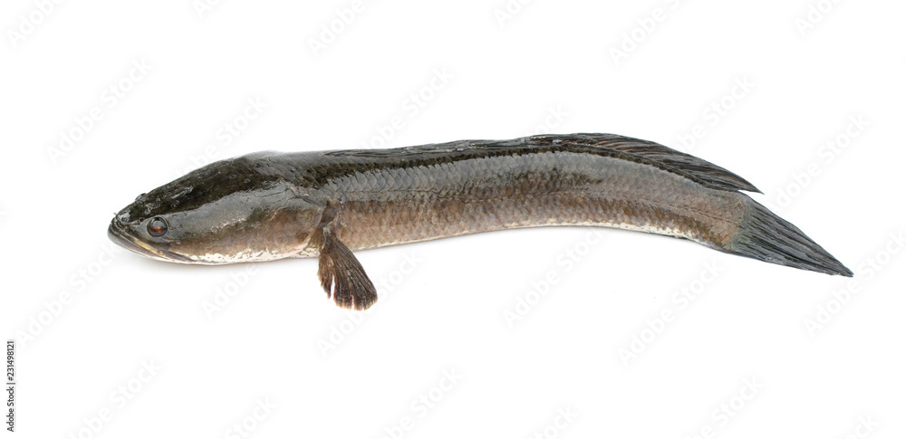Image of striped snakehead fish isolated on white background,. Aquatic ...