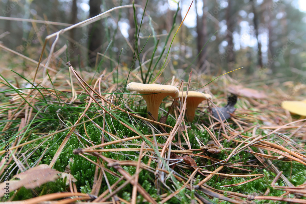 Pilz gelb essbar giftig speisepilz giftpilz pfifferling wald waldboden ...