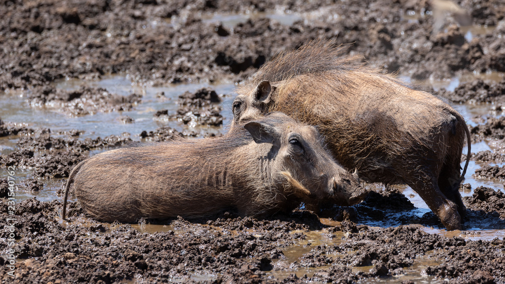two warthogs rolling in the mud in Mokala National Park in South Africa ...