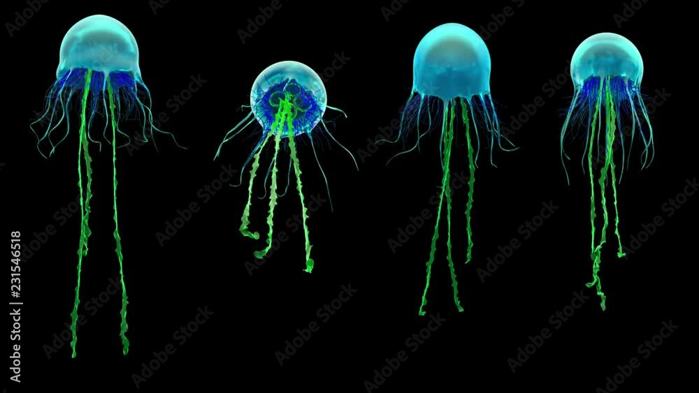 Jellyfish, high quality 4k animation assets. Seen from different ...