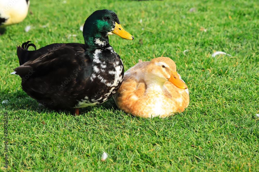 Black Farm Duck