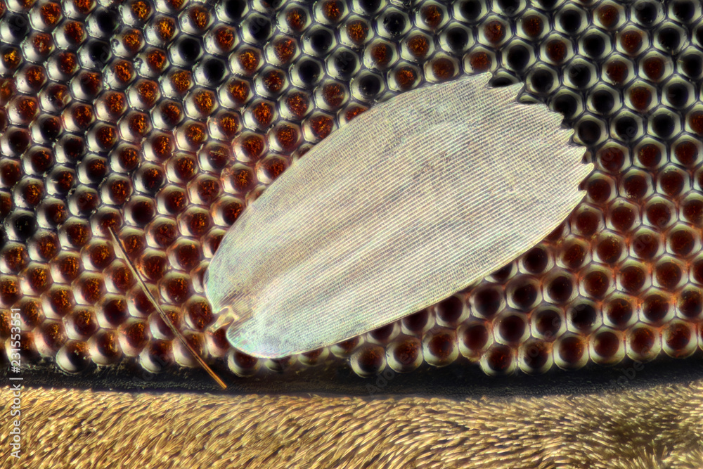 Extreme magnification - Compound eye texture under the microscope with ...