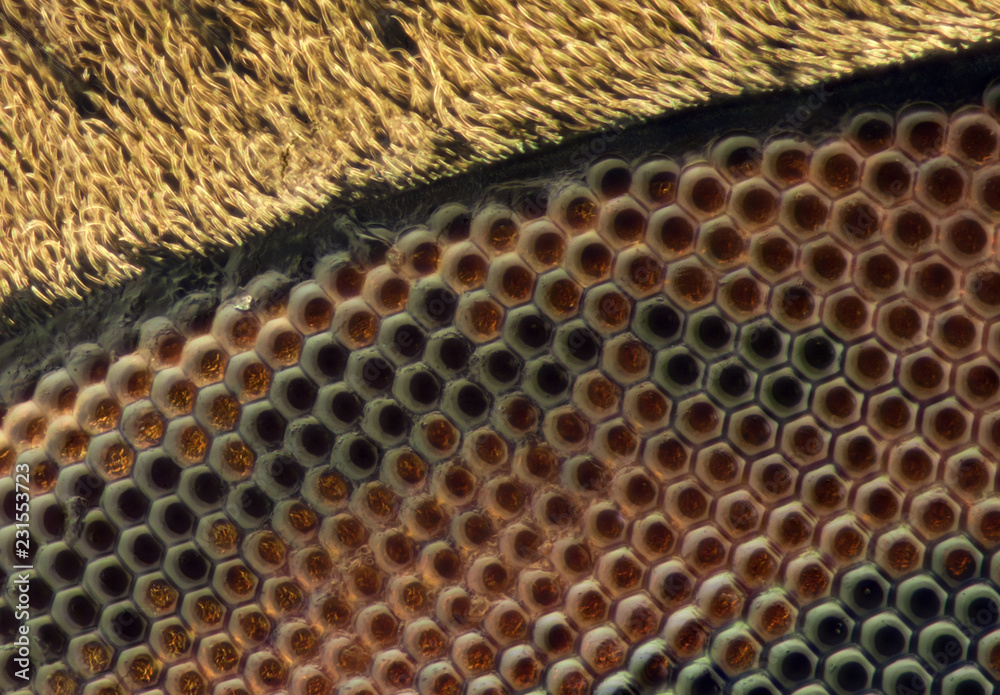 Extreme magnification - Compound eye texture under the microscope Stock ...