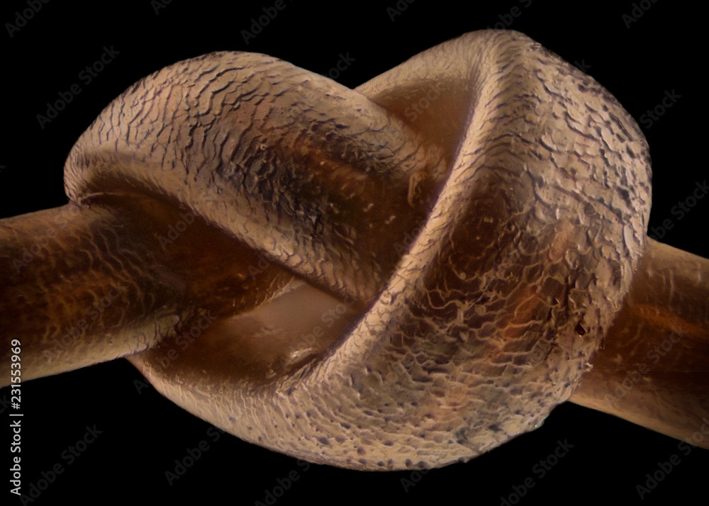 Extreme magnification - Human hair under the microscope Stock Photo ...