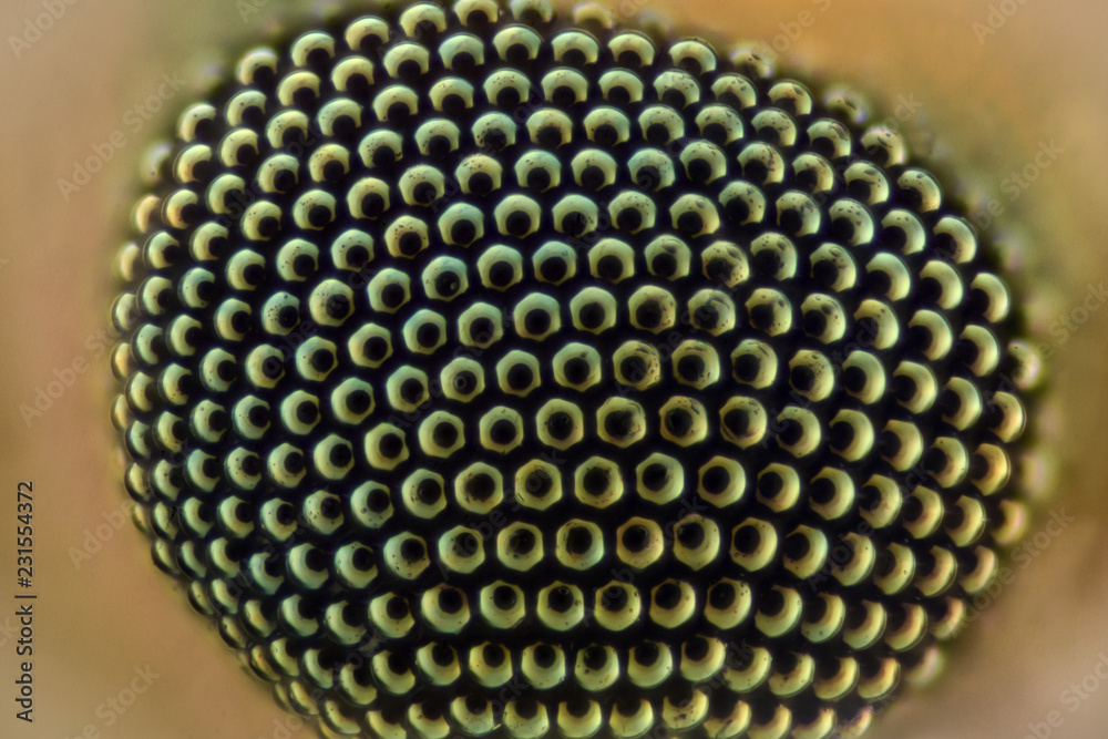 Extreme magnification - Compound eye texture under the microscope Stock ...