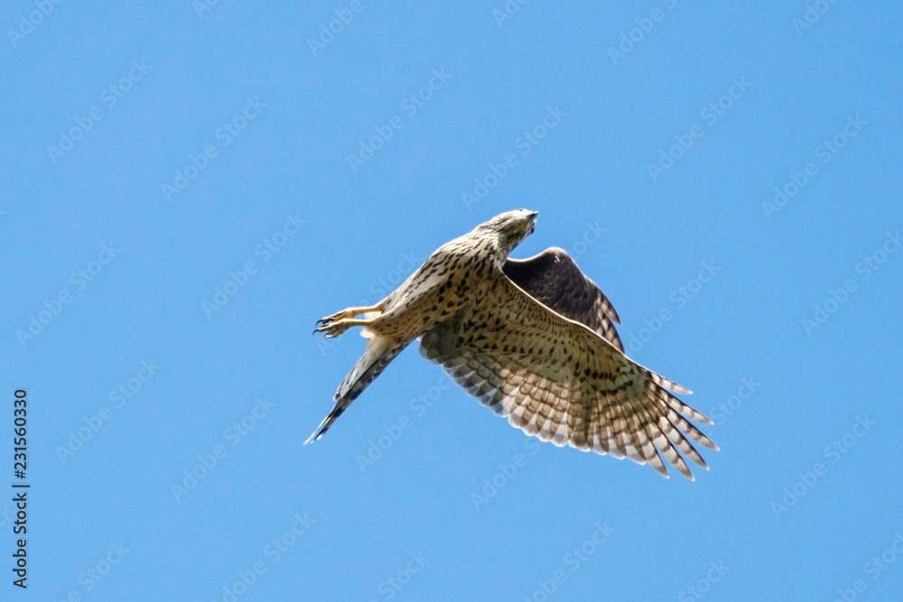Northern Goshawk In Flight