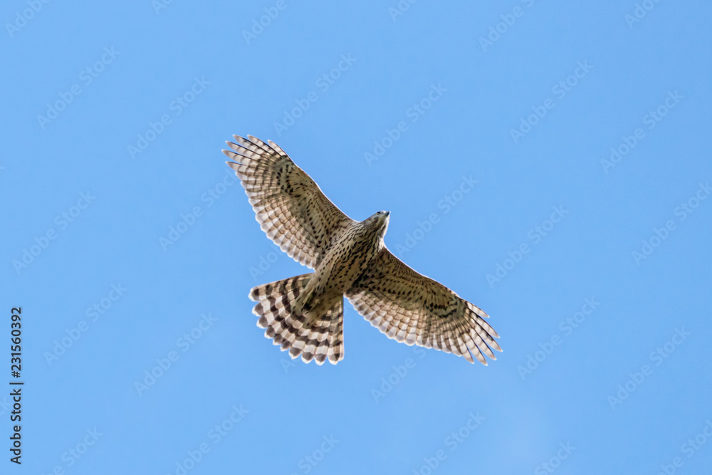 Northern Goshawk In Flight