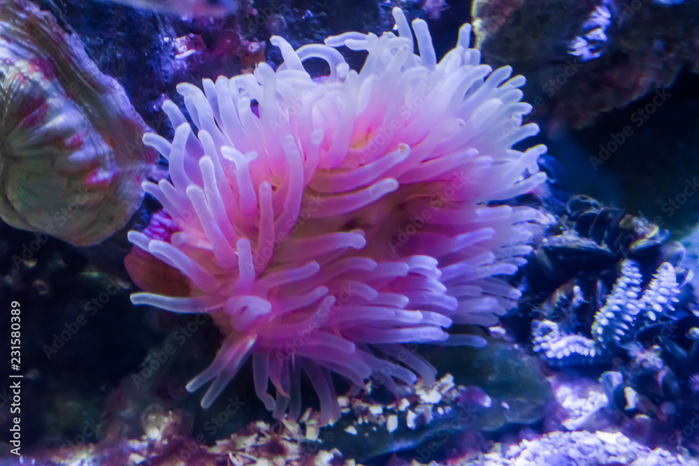 Pink Sea Anemone Species