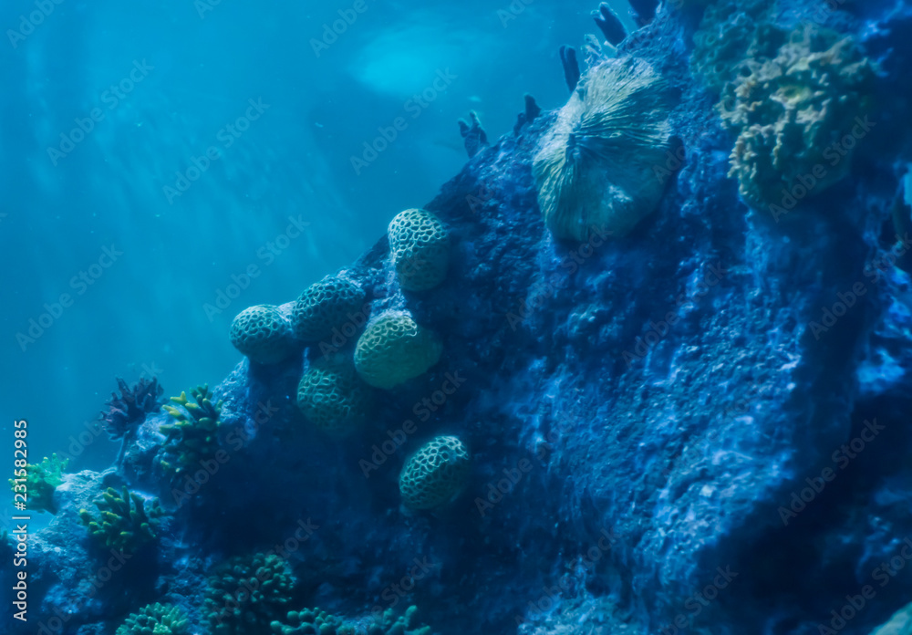 Underwater Rock Wall