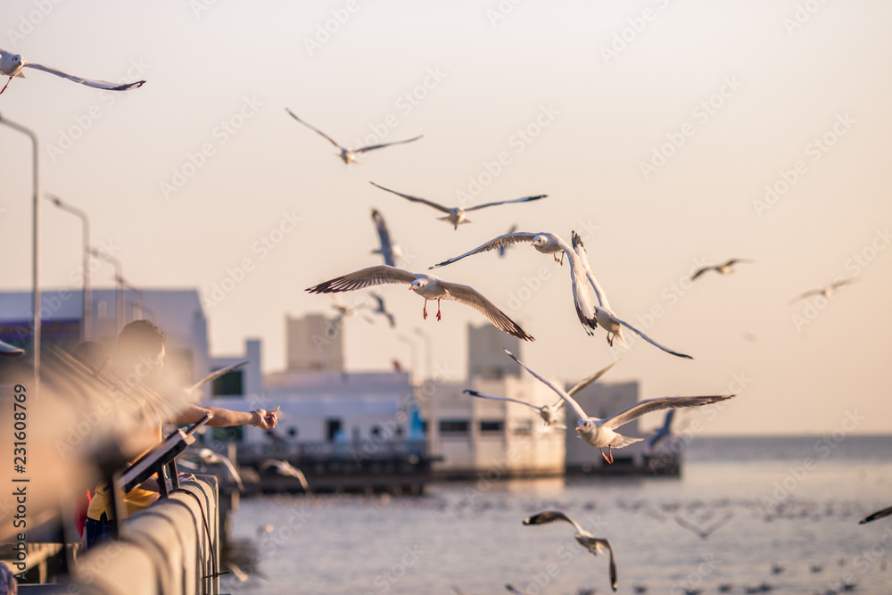 Seagull is a type of seabird, a medium to large bird. Gray or white ...