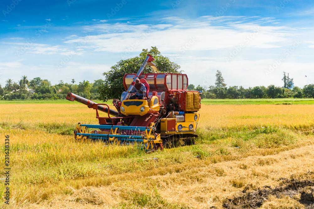 Combine harvester in action on rice field. Harvesting is the process of ...