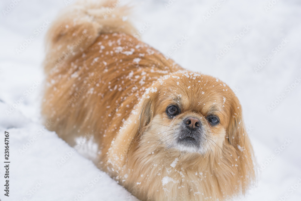 Dog collapses in snow. Red pekingese dog on a walk at winter time, dog ...