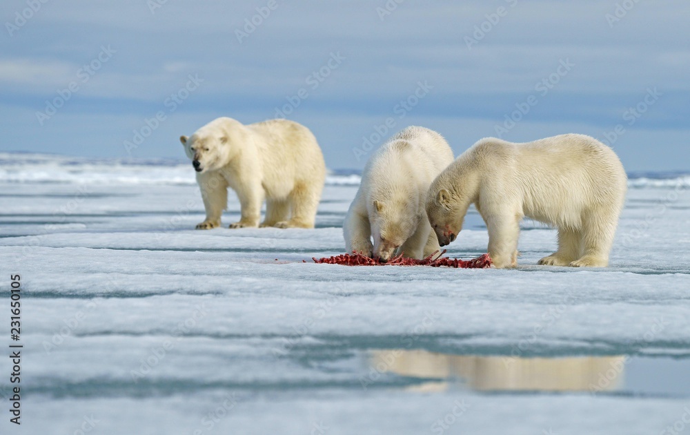 Polar bears (Ursus maritimus), young animals feeding on the carcass of ...