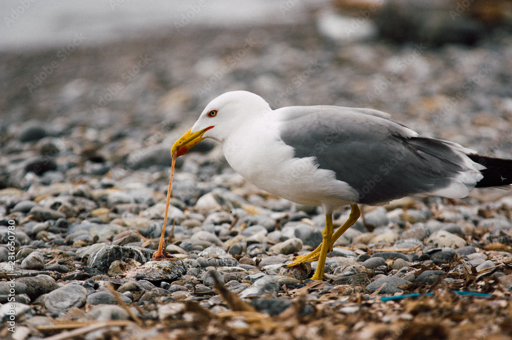 Ocean white bird catching and start eating a fish on a stone beach ...