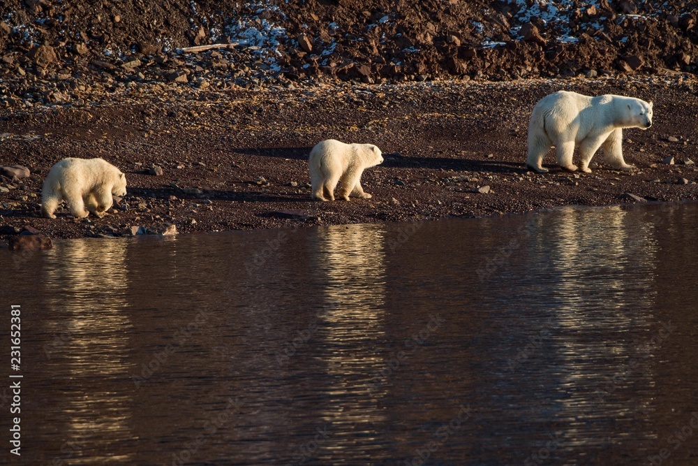 Polar bears (Ursus maritimus), mother animal with two young animals ...