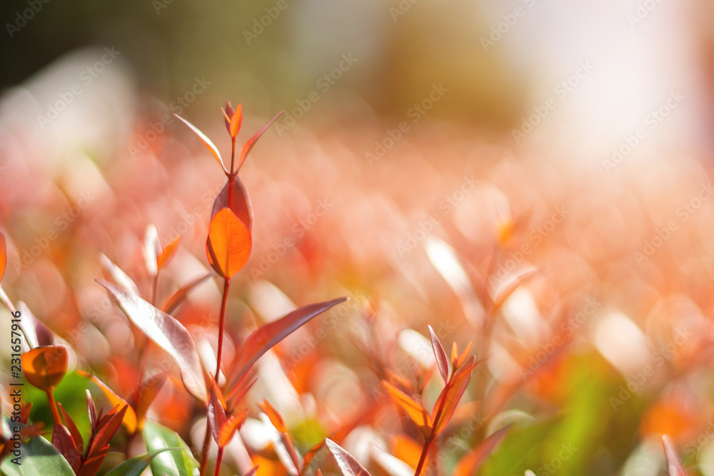 Close up Golden dewdrop (Sky flower, Pigeon berry) tree for background ...
