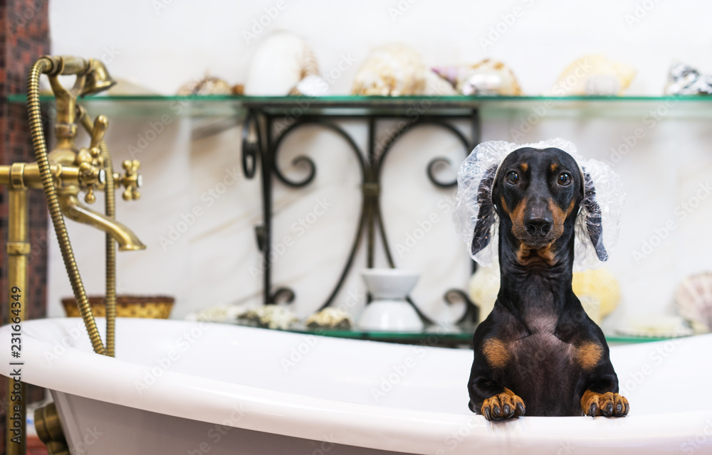 A cute little dog dachshund, black and tan, taking a vintage bubble ...