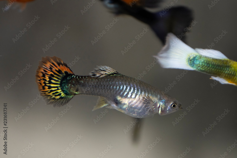 Guppy (Poecilia reticulata), also known as rainbow fish, is one of the ...