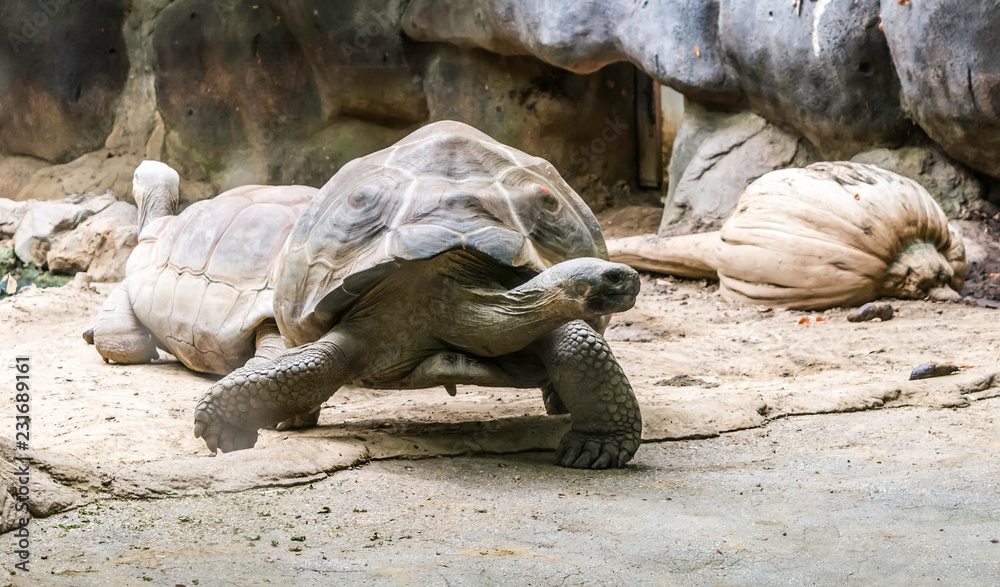 Galápagos tortoise (Chelonoidis nigra) looking to the right. It is the ...