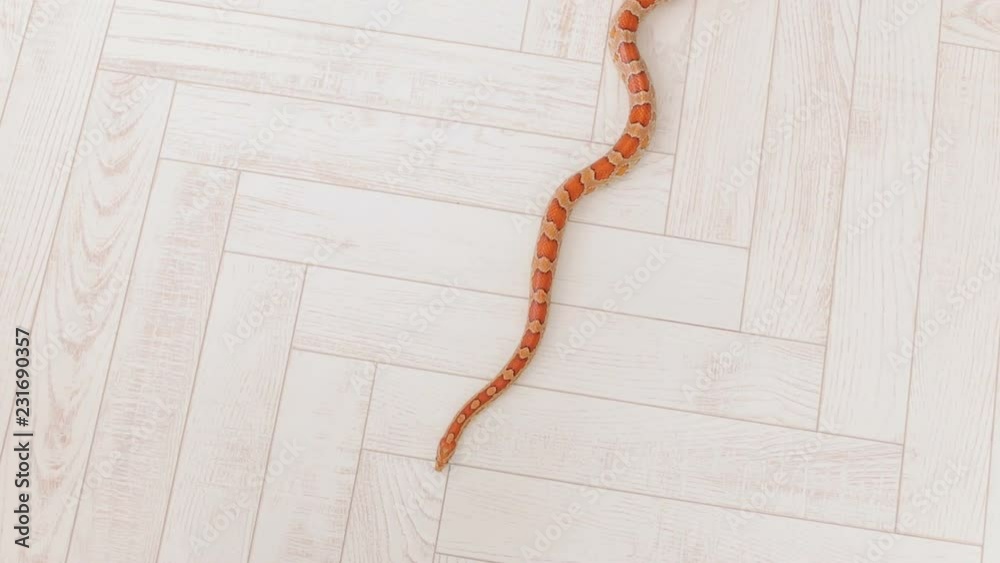 Orange snake slowly slithers around the white wooden floor. South ...
