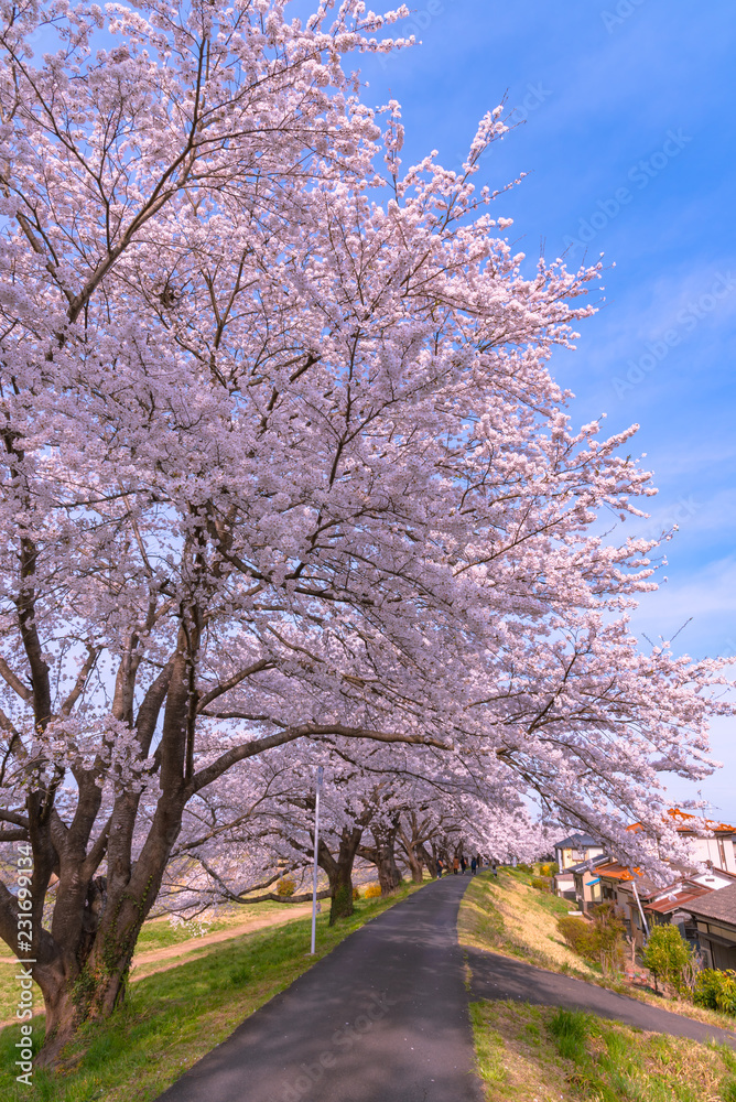 Narcissus field pathway with the Cherry Blossom tree background along ...