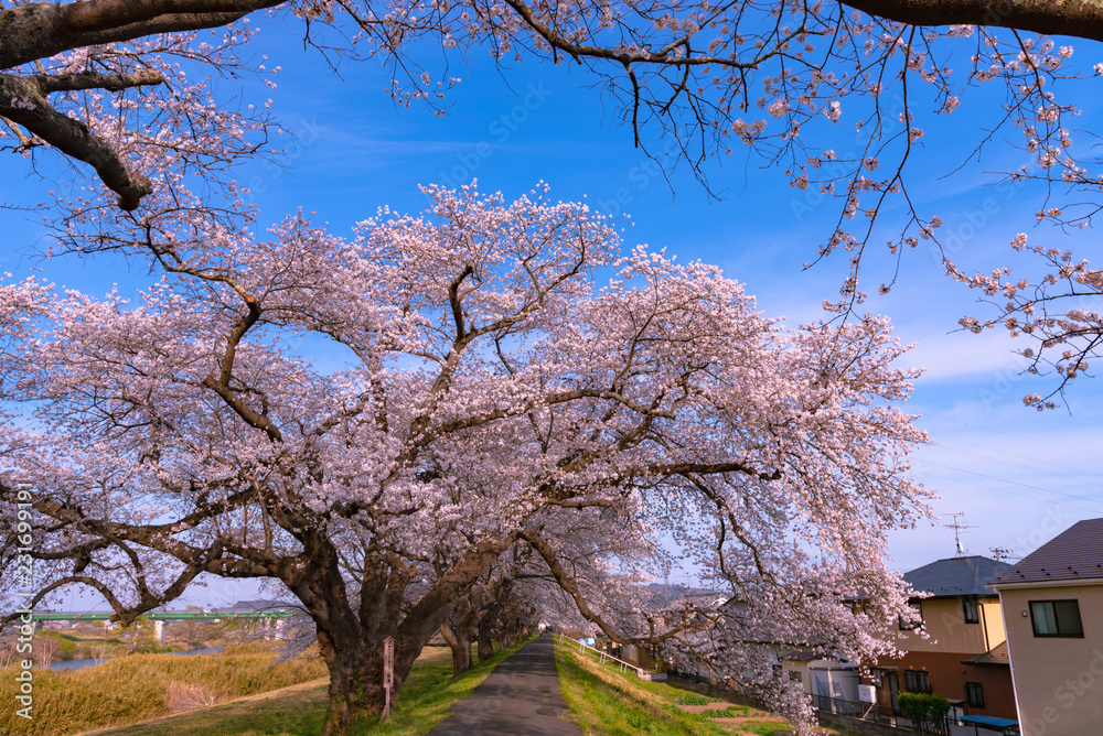Narcissus field pathway with the Cherry Blossom tree background along ...