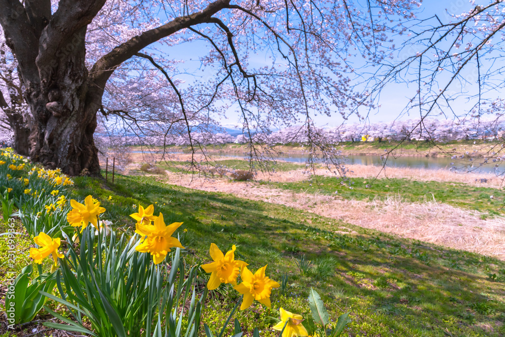 Narcissus field pathway with the Cherry Blossom tree background along ...