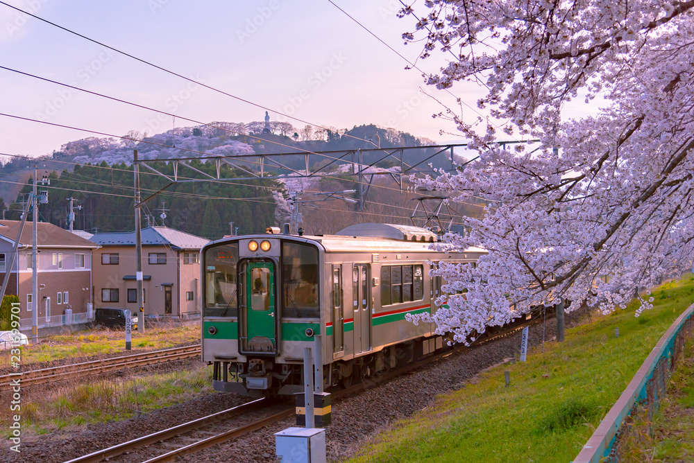 JR Tohoku train railroad track with row of full bloom cherry tree along ...