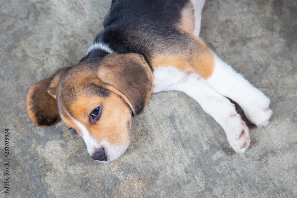 Beagle Puppy Sleeping