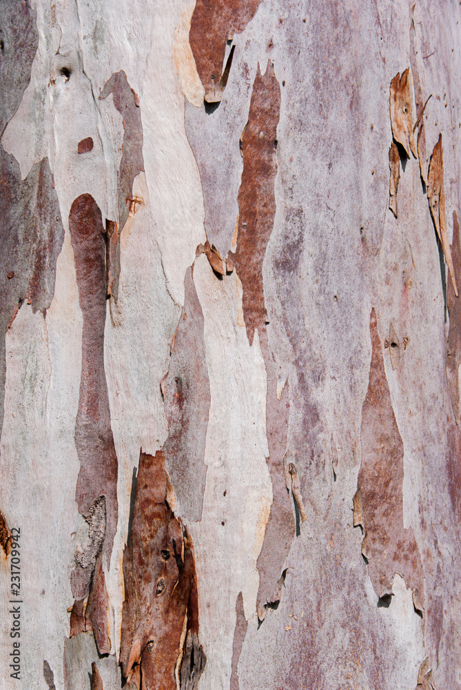 Eucalyptus tree bark texture Stock Photo | Adobe Stock