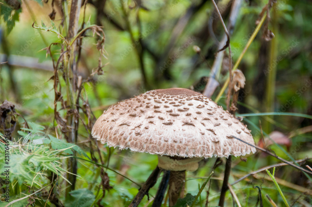Foto Stock Lepiota brunneoincarnata, also known as the deadly ...