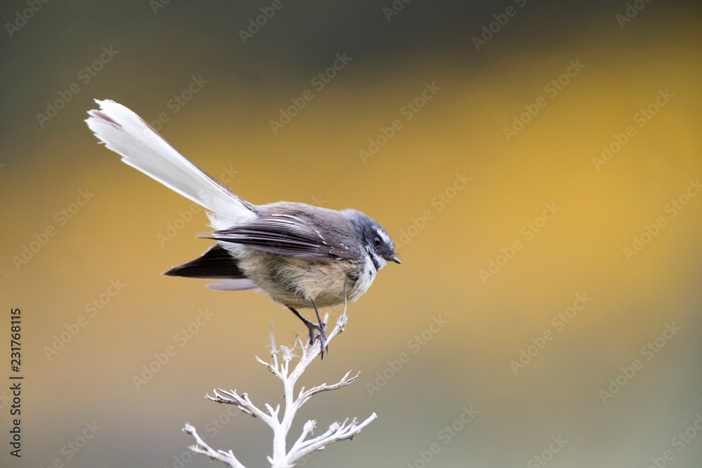 New Zealand Fantail (Rhipidura Fuliginosa) Showing Its Fanned Tail ...