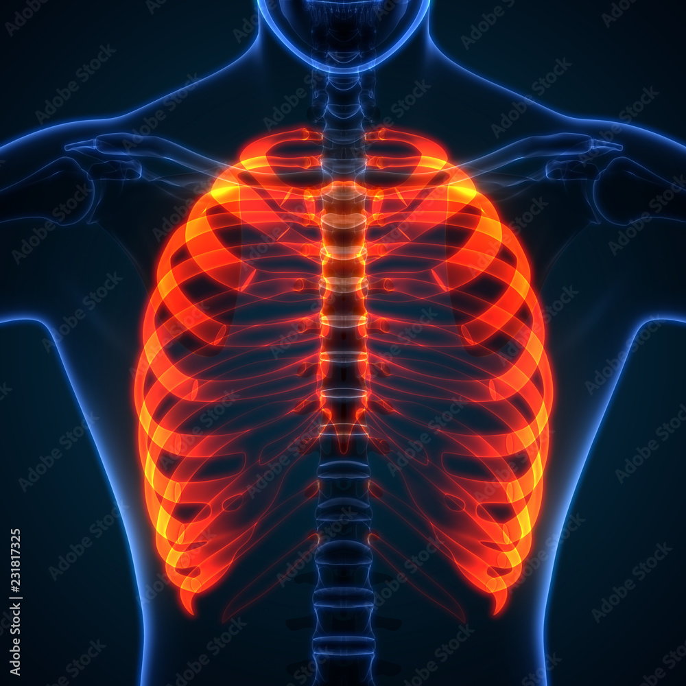 Human Skeleton System Rib Cage Anatomy Stock Illustration | Adobe Stock