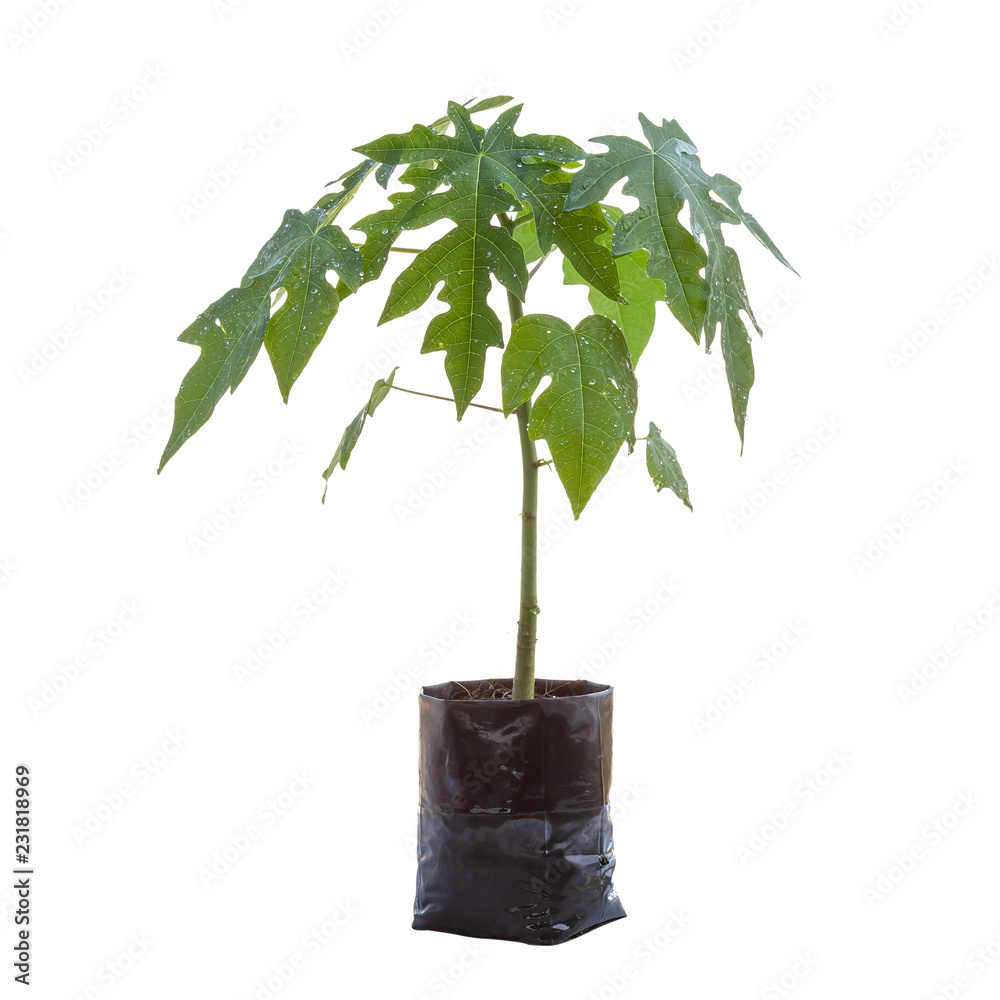 Young fresh papaya tree isolated on white background. Save with ...