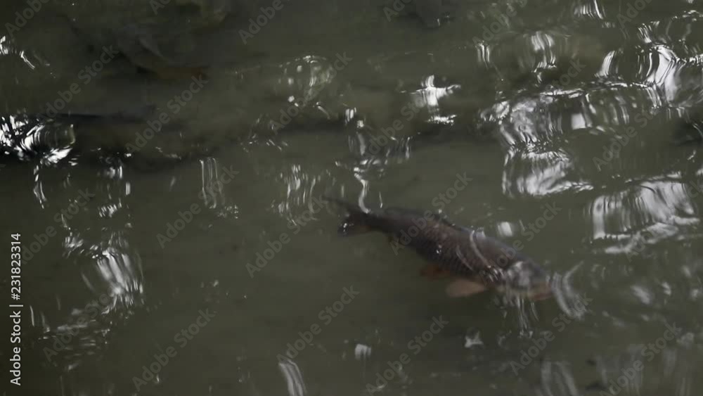 Fish and ducks gracefully swimming together in shallow water. Shot with ...